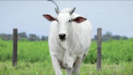 Globo Rural