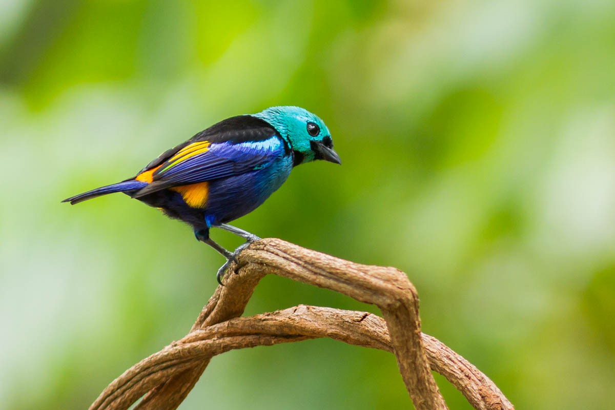 Aves exclusivas da Mata Atlântica são amostras da riqueza do ...