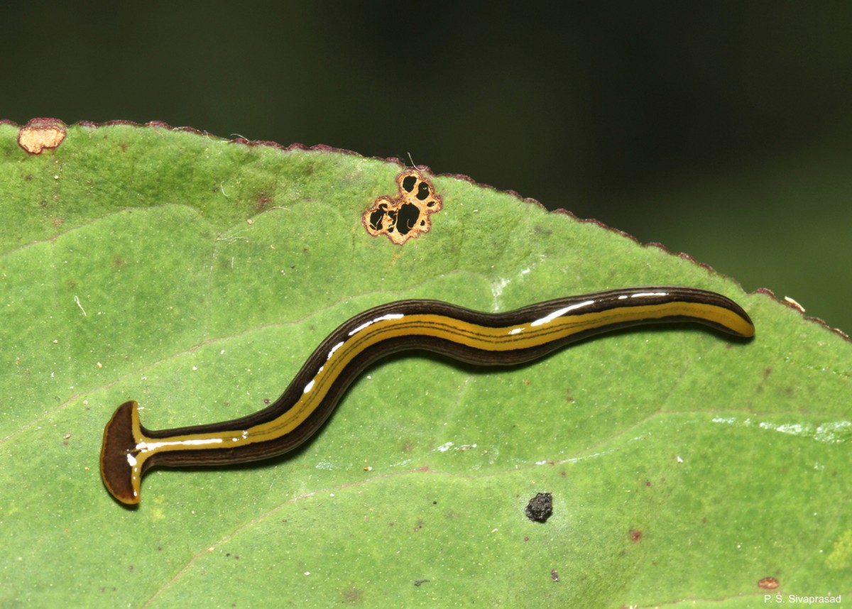 Planárias não são parasitas e exercem papel importante no controle ...
