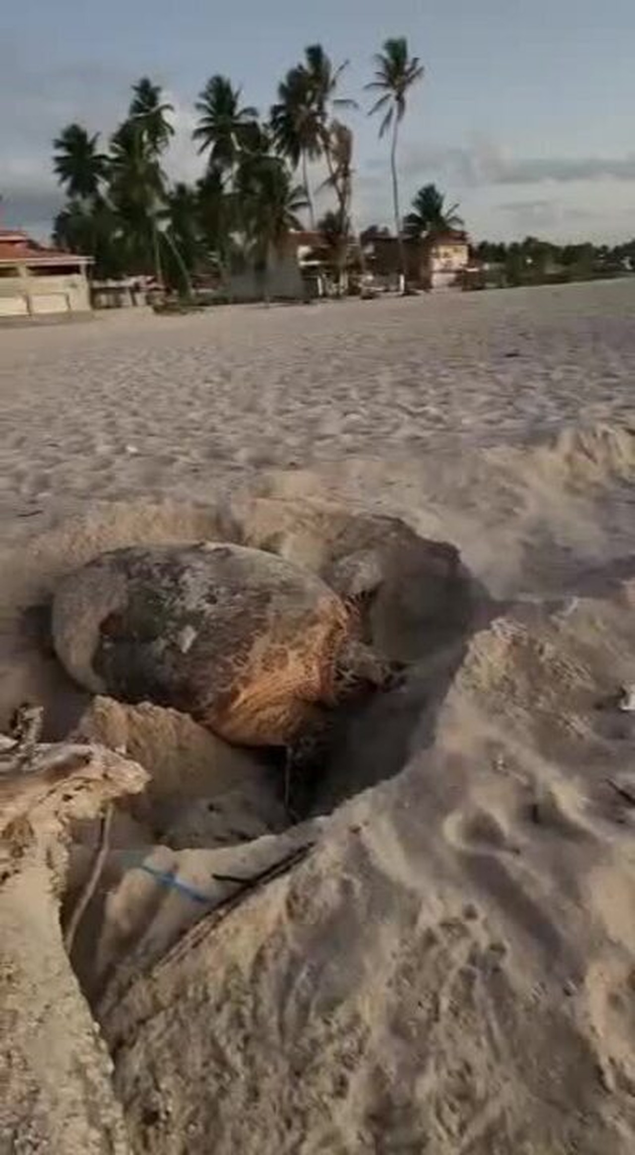 VÍDEO mostra momento em que tartaruga-de-pente desova na praia da Barra Nova, em AL