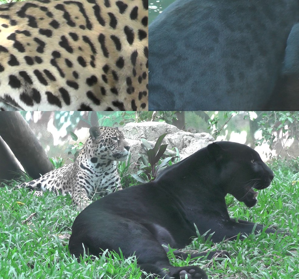 Inicio Pantera Negra Animal La Pantera, Animal Emblemático