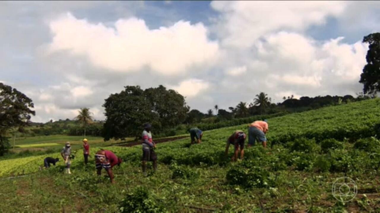 Conheça o bredo, planta que vira prato típico na Semana Santa e faz ...