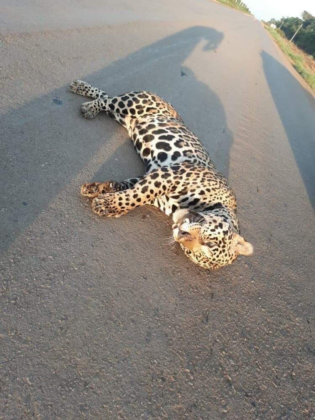 Onça-pintada de 180 kg é encontrada morta após ser atropelada em MT ...