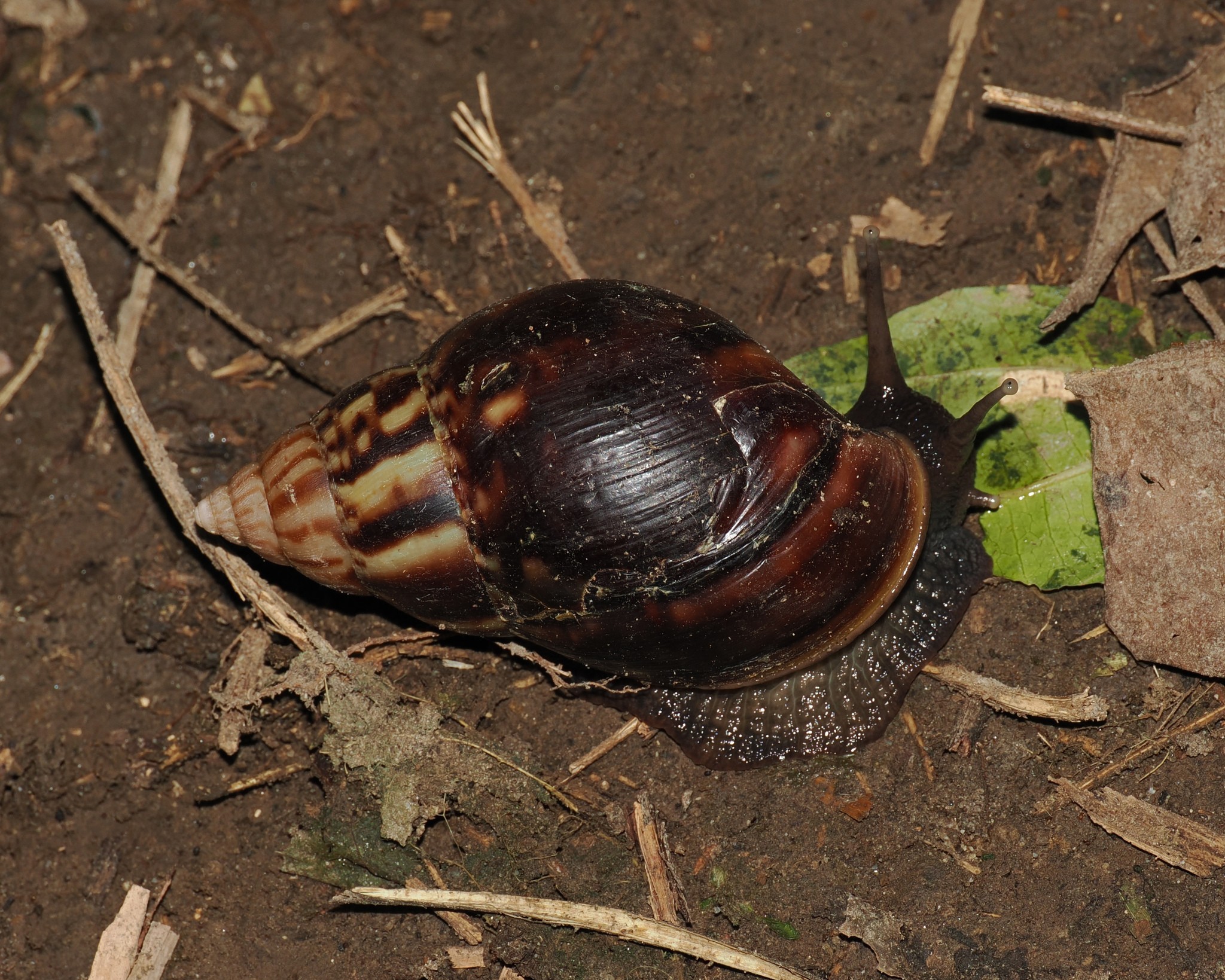 Qual a diferença entre lesma, caramujo e caracol? Aprenda a identificá ...