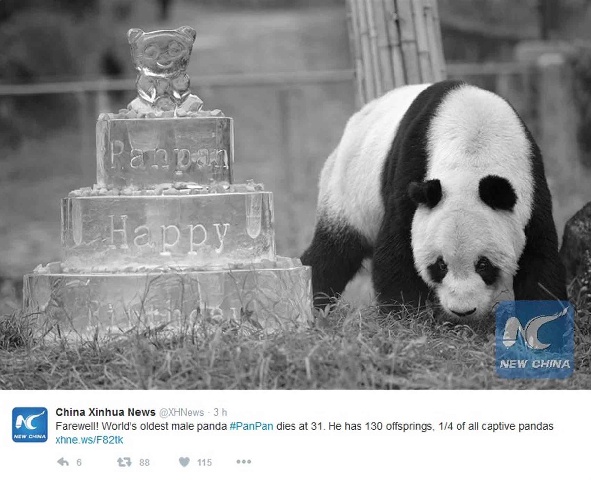 Panda mais velho do mundo morre aos 31 anos na China | Natureza | G1
