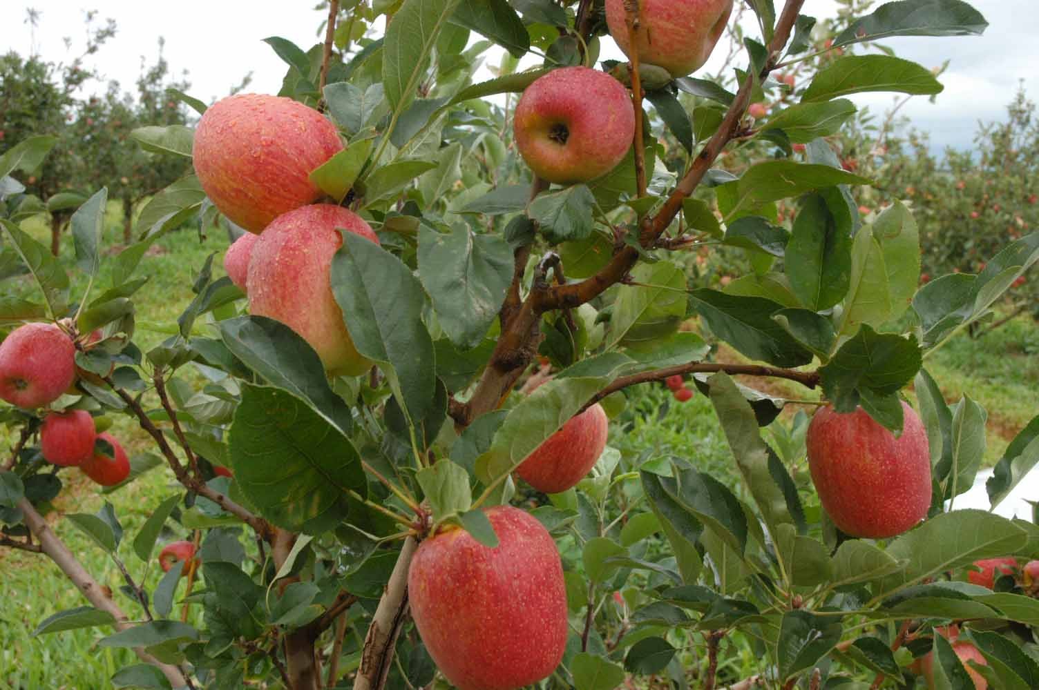 Saiba identificar seis tipos de maçã e conheça sete motivos para ...