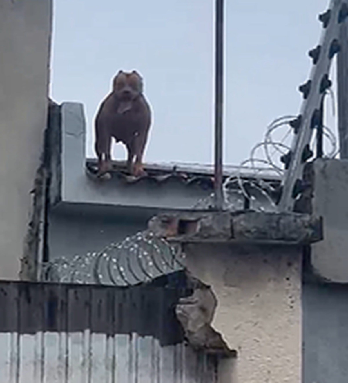 VÍDEO: Pitbull assusta moradores ao subir em telhados em Arapiraca | G1