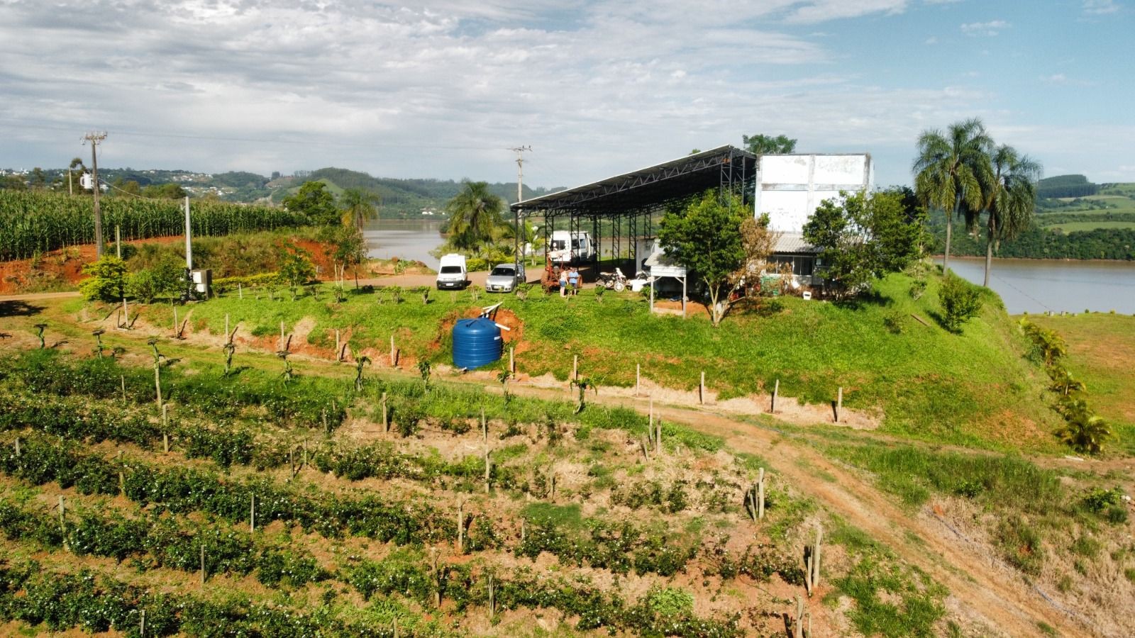 Empresa do Oeste catarinense transforma a venda de mirtilos | G1
