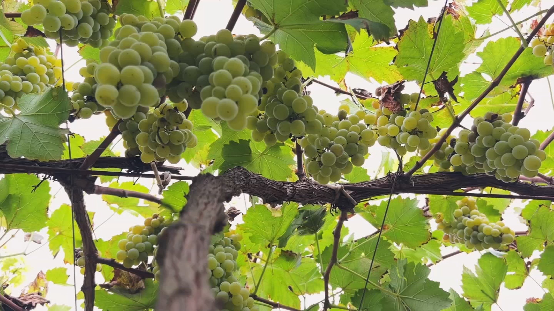 Uva lorena é uma das preferidas de produtores de vinho de São Roque | G1