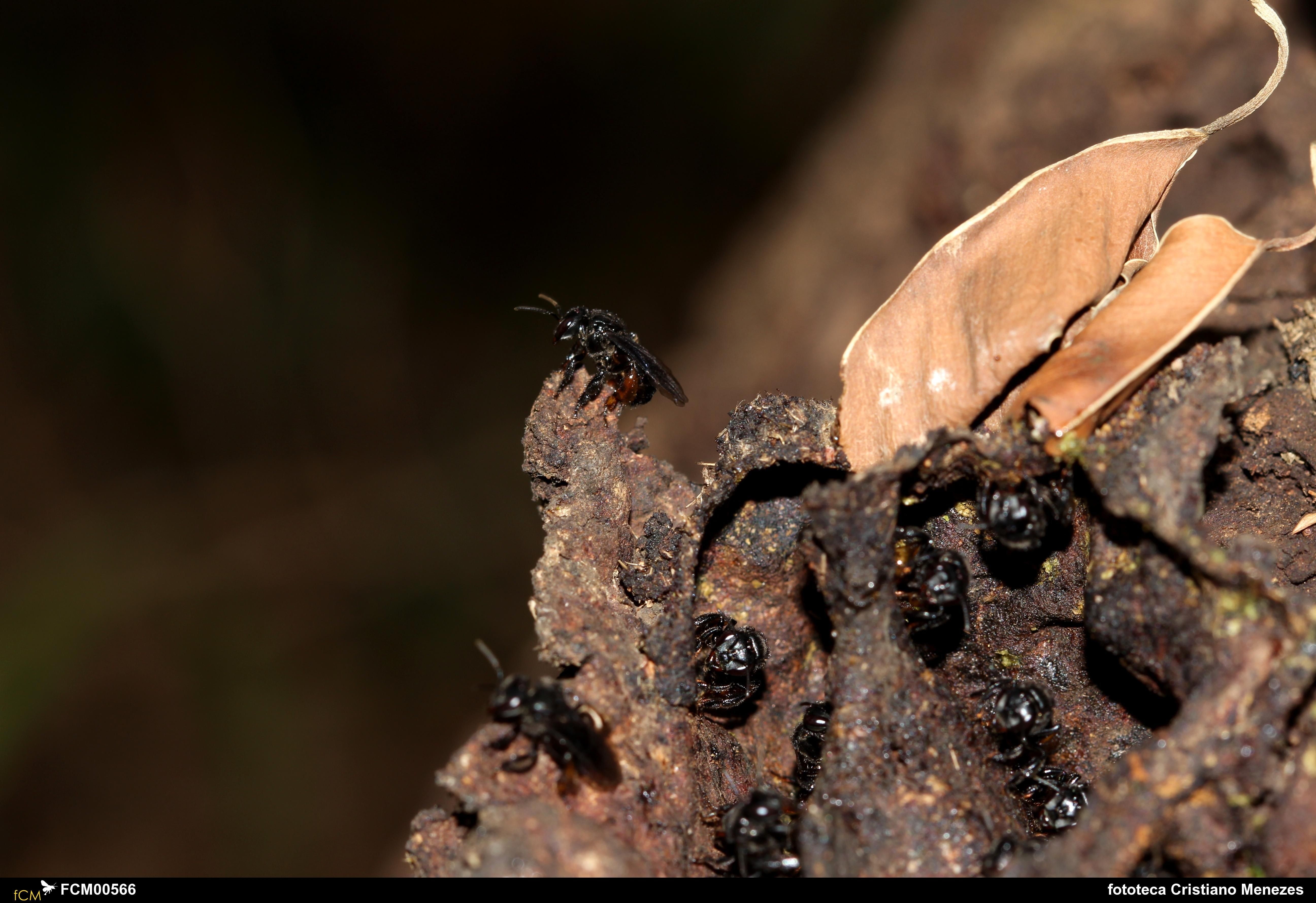 Abelha pretinha, 'invocada' e 'operária' do reflorestamento: conheça ...
