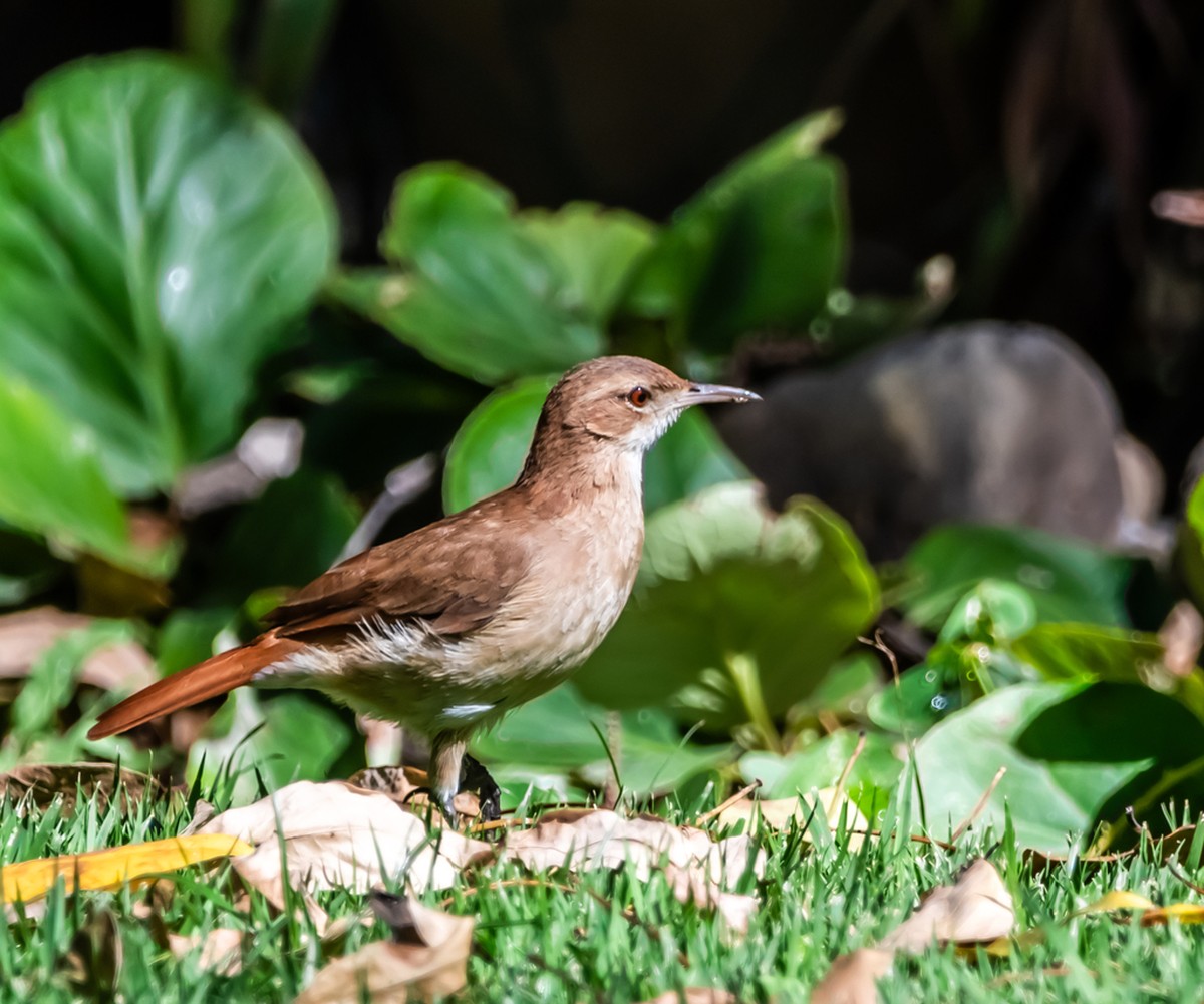 'Joãos' da natureza: saiba por que várias aves brasileiras levam este nome | Terra da Gente | G1
