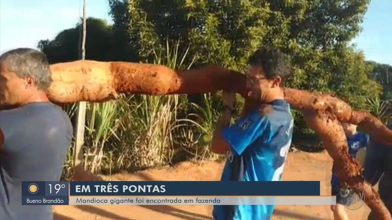 Família encontra mandioca gigante com mais de 5 metros em sítio no Sul ... Família encontra mandioca gigante com mais de 5 metros em sítio no Sul ...