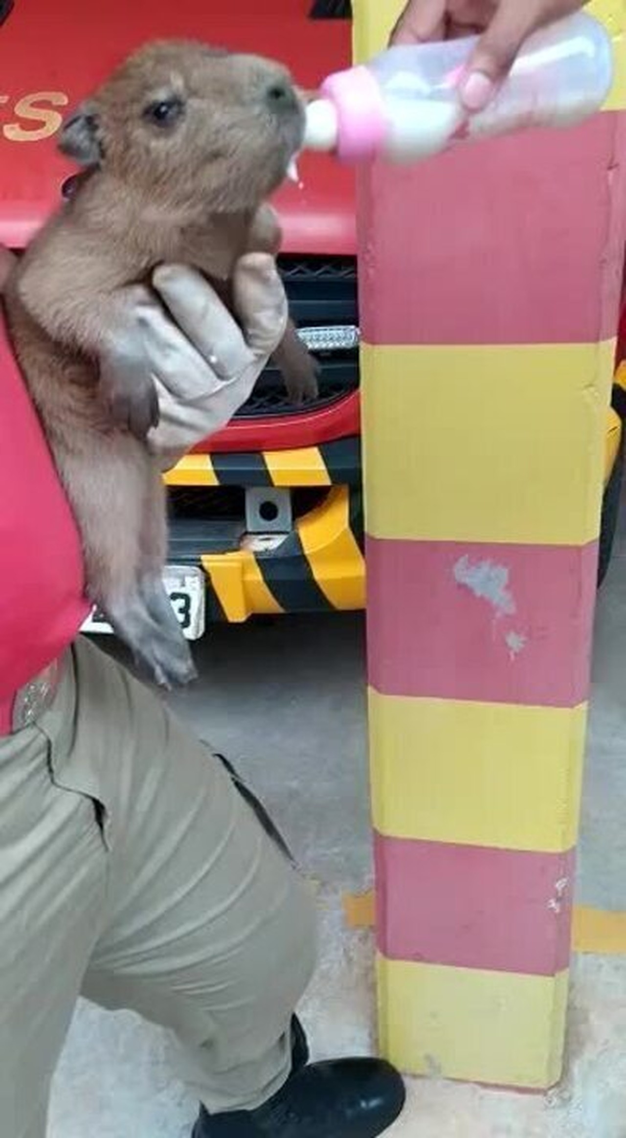 Filhote de capivara é resgatado em casa e bombeiros o alimenta com ...