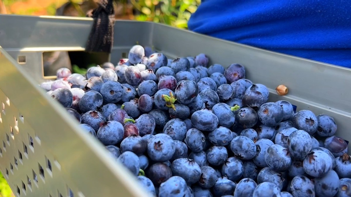Produtores colhem mirtilo no interior de São Paulo | Nosso Campo | G1