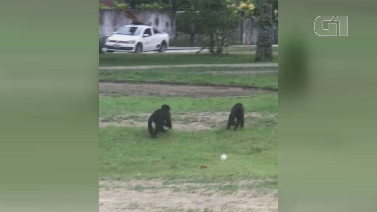 Vídeo mostra macacos passeando pela praia em Bertioga; assista | Santos ...