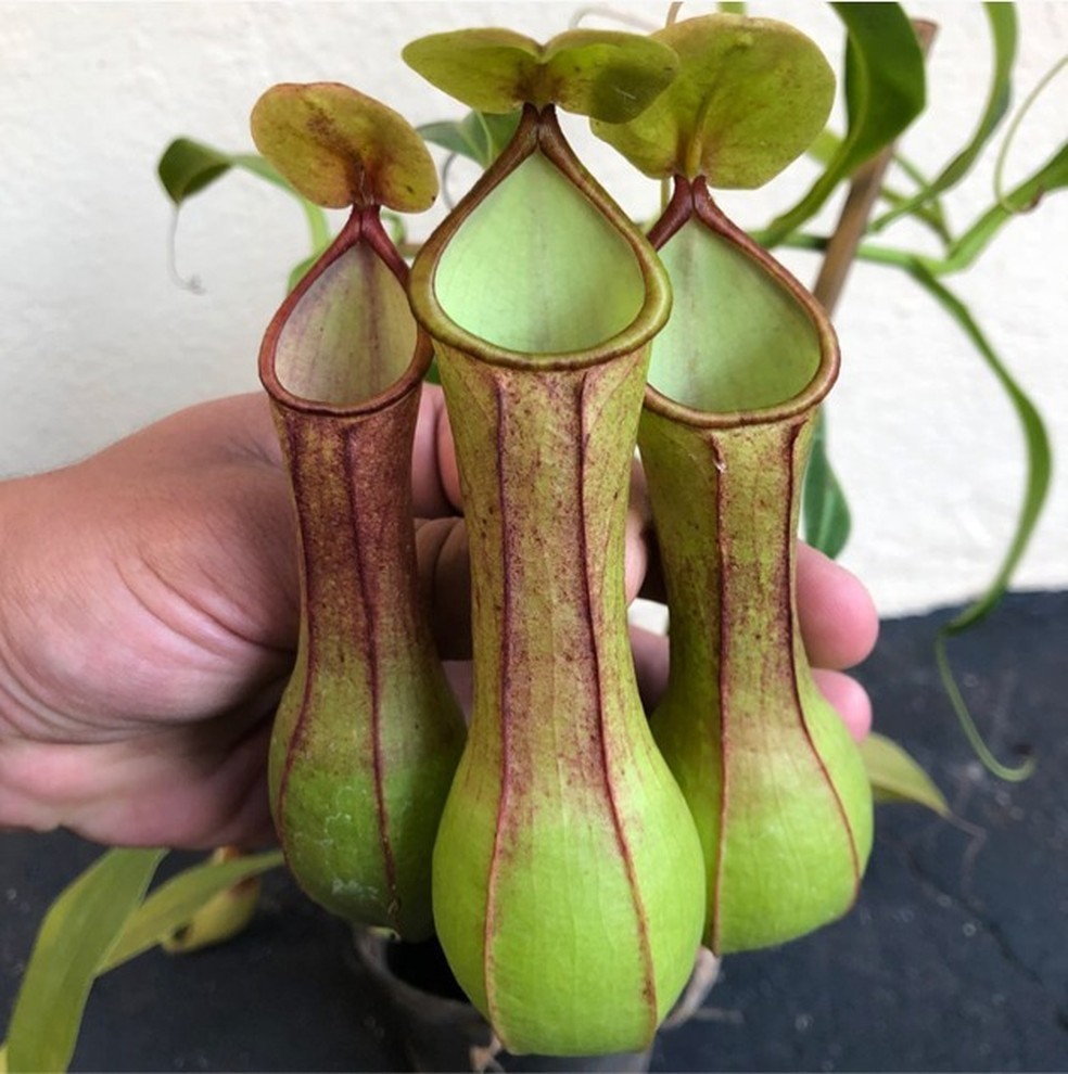 carnivora planta