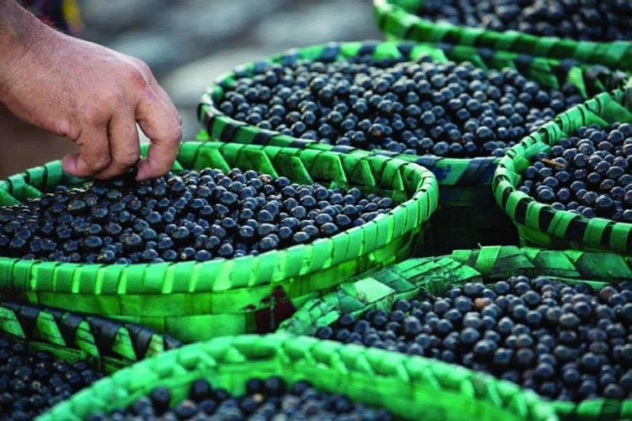 Edital que vetou açaí e tucupi na COP de Belém é revisto após pedido do ...