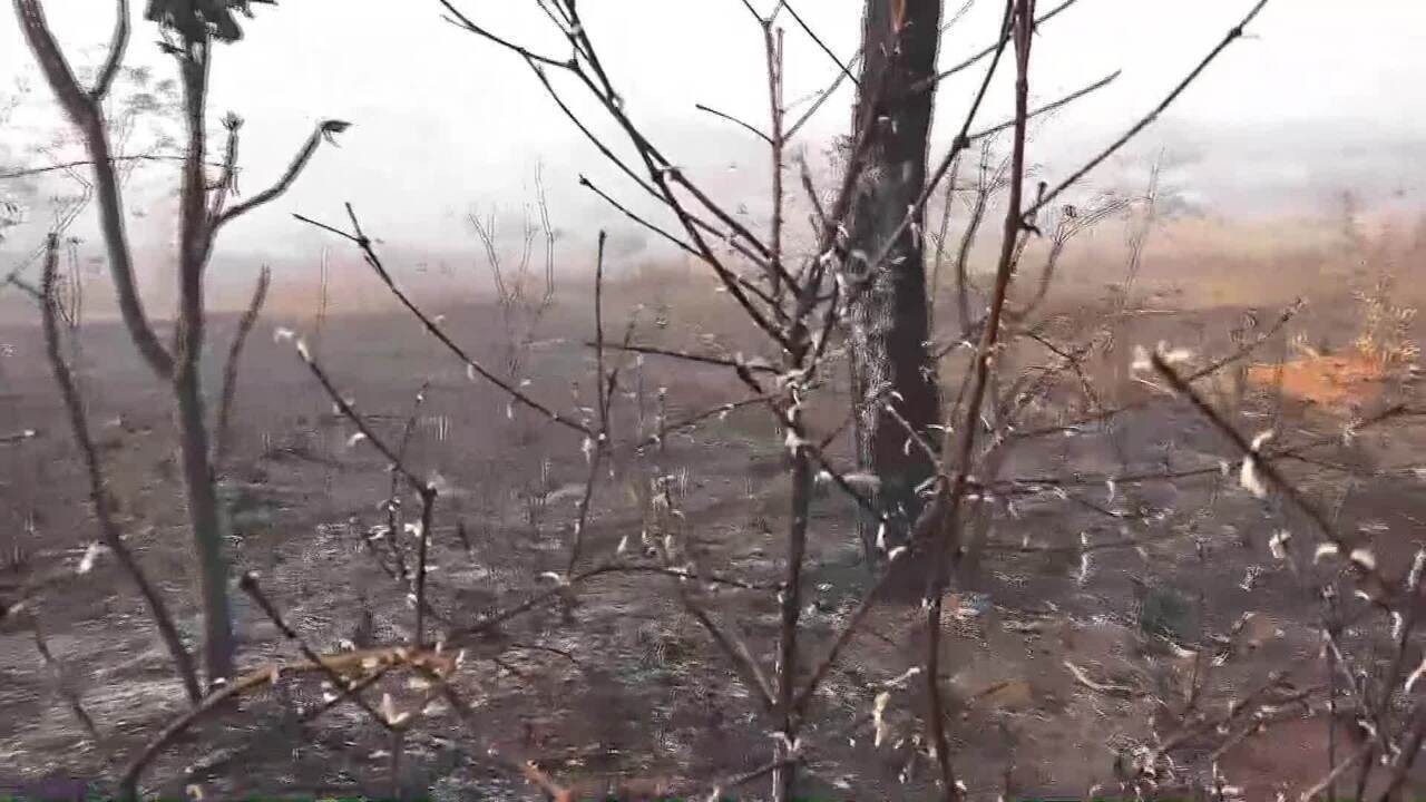 VÍDEO: incêndio no Parque Nacional de Brasília entra no 2º dia e ...
