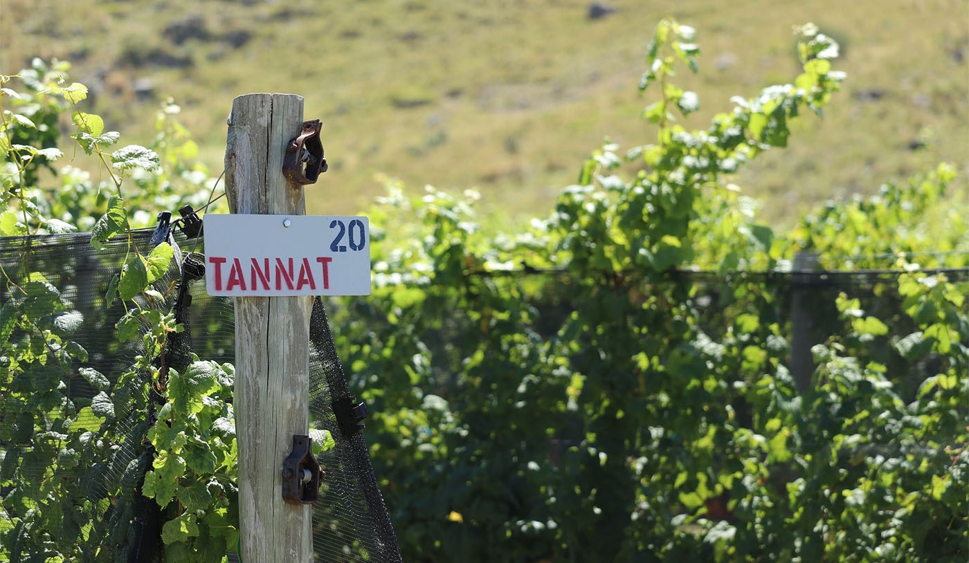 Dia da Tannat: uva produz tintos potentes, tânicos e com potencial de ...