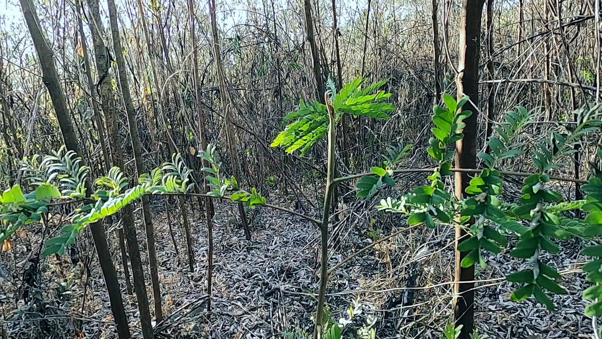 Muvuca oferece várias vantagens na hora do reflorestamento | Nosso ...
