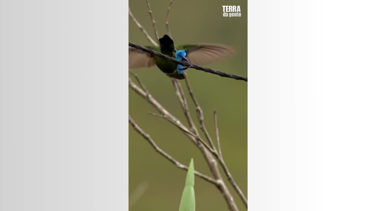 Gervão: conheça espécie brasileira com flores azuis | Terra da Gente | G1