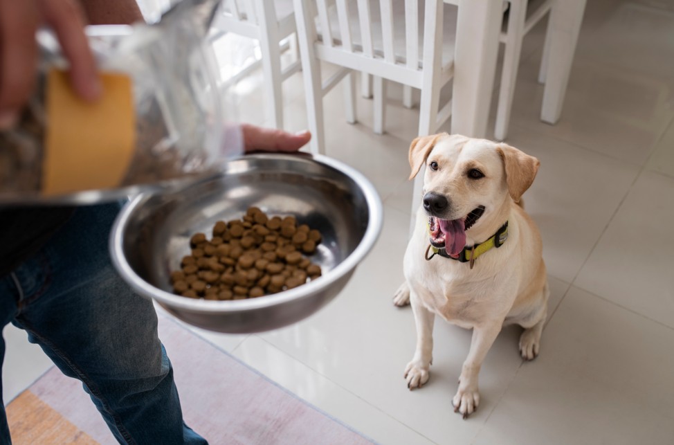 Pet Food: O papel da alimentação saudável na vida dos animais de ...
