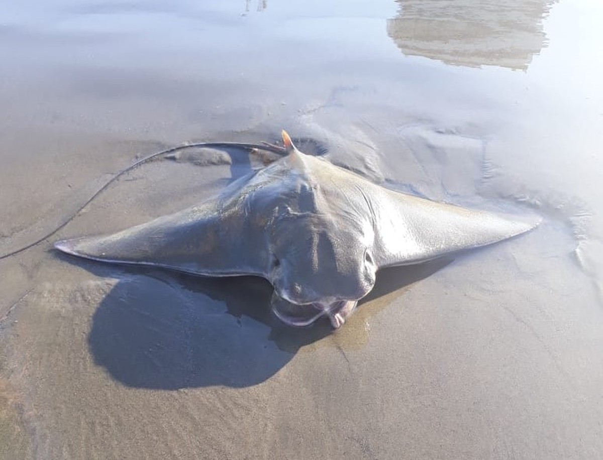 Raia ameaçada de extinção é achada morta em Praia Grande | Santos e ...
