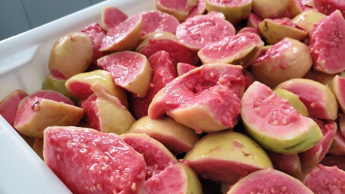 Feira da Goiaba: tradicional evento em Brazlândia tem shows de graça no ...