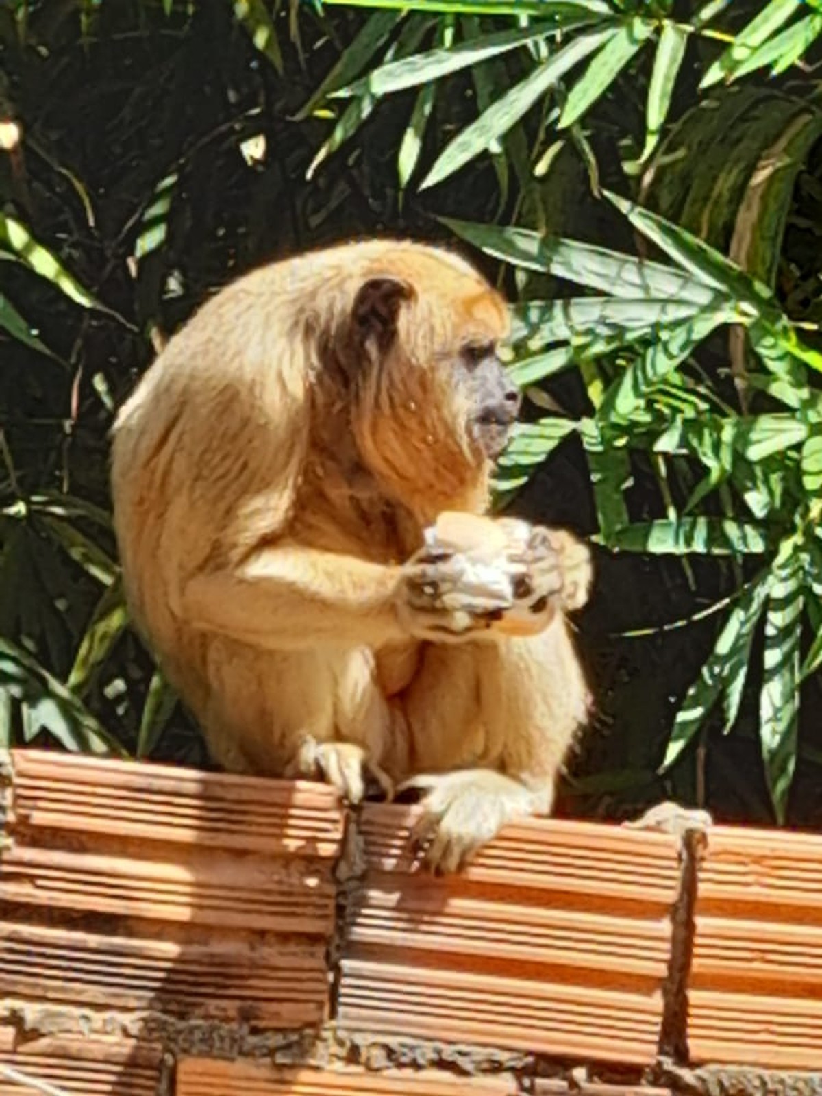 Macaco bugio é visto em casas de Bom Jesus, Sul do Piauí: ‘adotou os ...