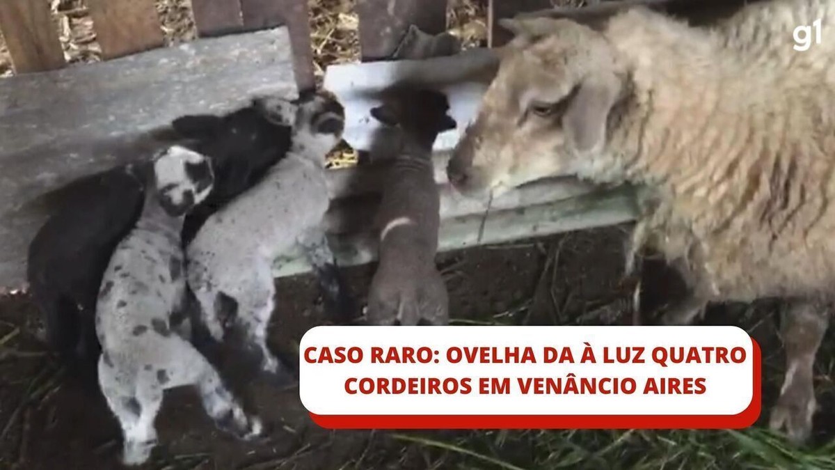 Ovelha dá à luz quatro cordeiros; 'Parto atípico', diz Emater | Rio ...