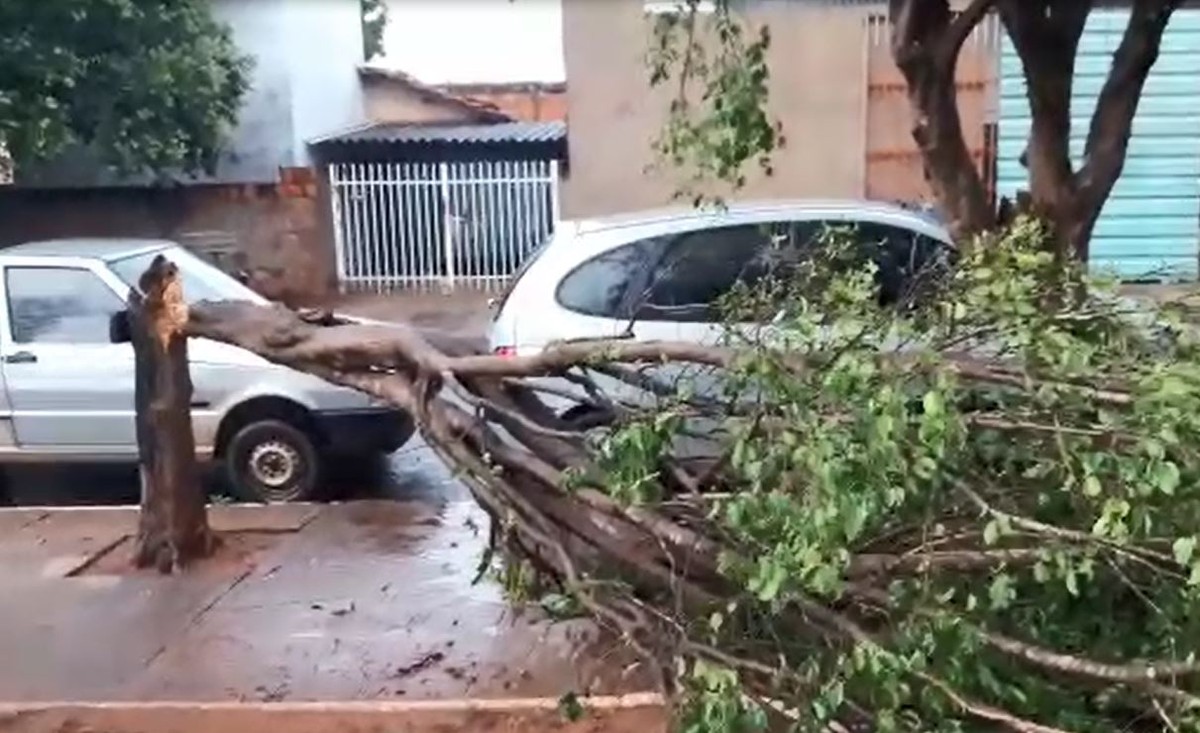 Chuva forte derruba árvores em praça de Cardoso | São José do Rio Preto ...