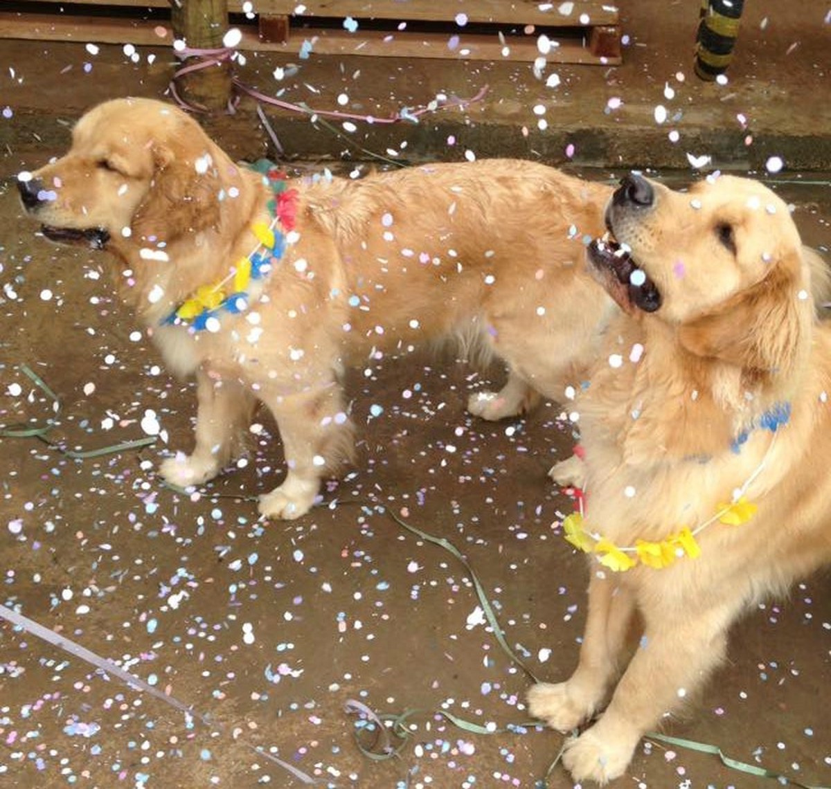 Bloco de Carnaval para Pets promete diversão em Montes Claros | É o ...