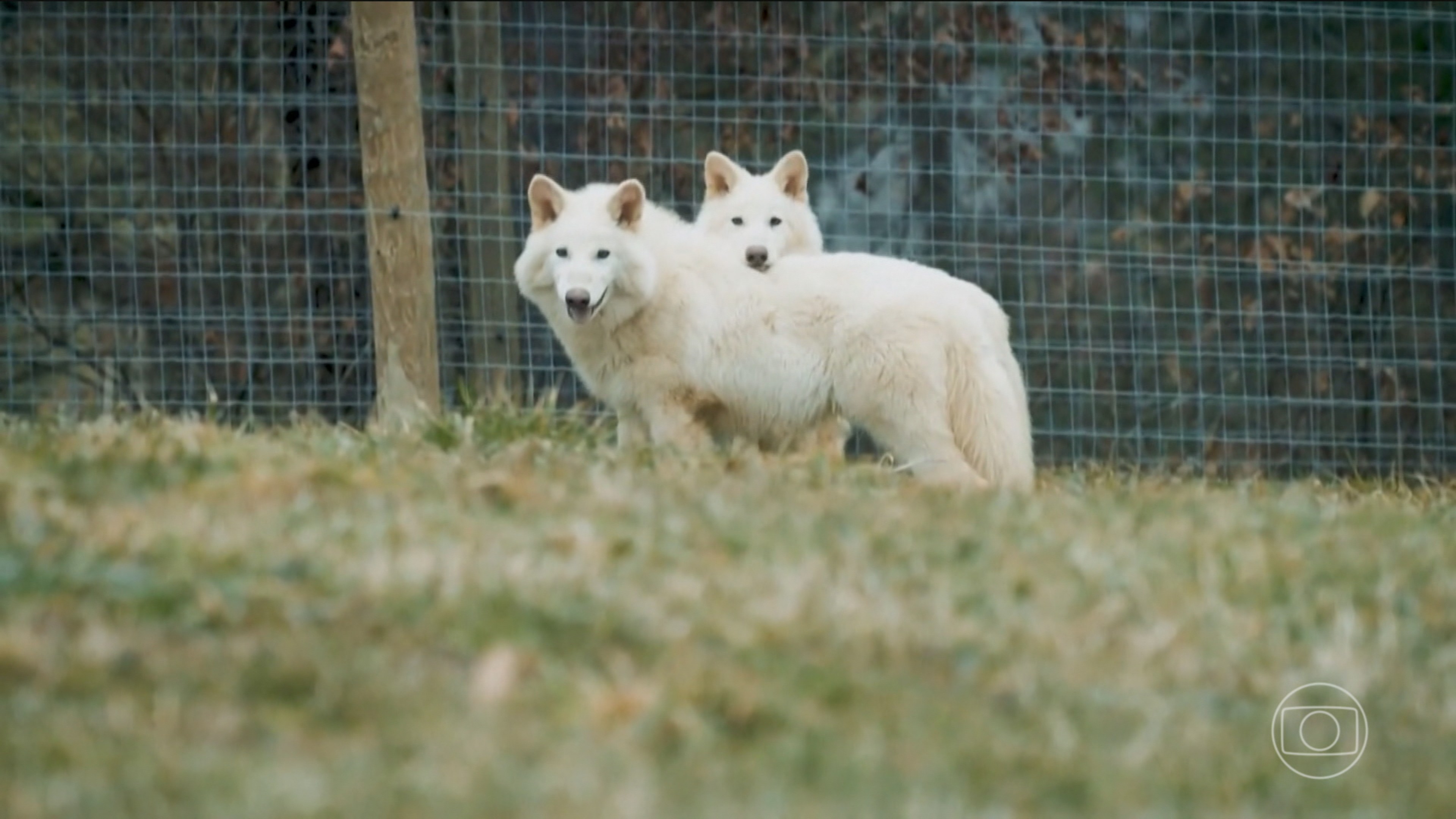 Empresa nos EUA anuncia ter criado, em laboratório, lobos semelhantes a ...