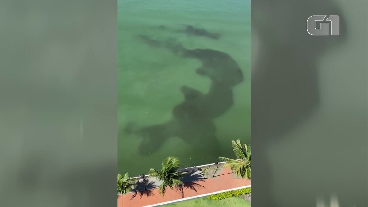 Grande cardume de sardinhas é visto na Bacia do Pina, no Recife; veja ...