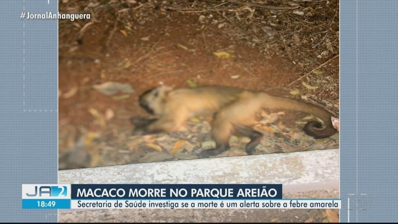 Secretaria de Saúde investiga morte de macaco no Parque Areião, em ...