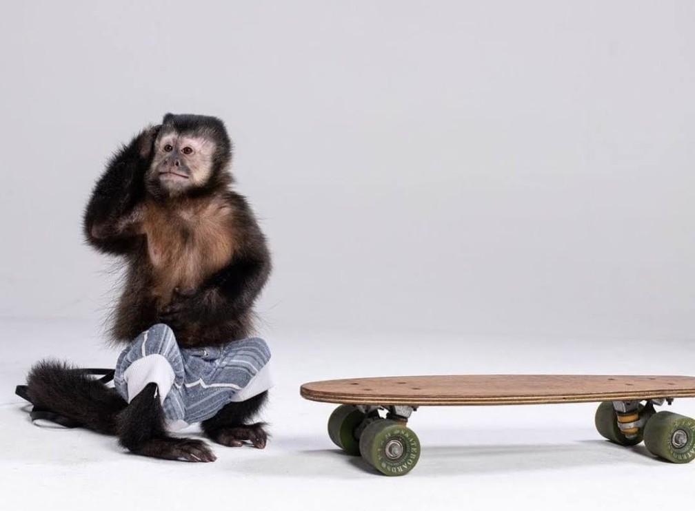 VALTER DESIDERIO BARRETO: Conheça o macaco Antônio, que anda de skate e ...