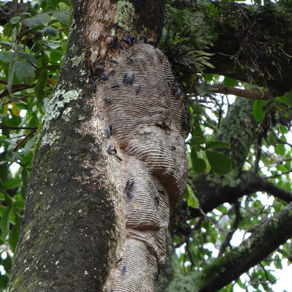 como matar marimbondo