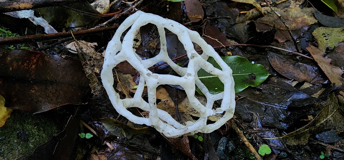Reino Fungi: conheça 8 fungos com formatos curiosos | Terra da Gente | G1
