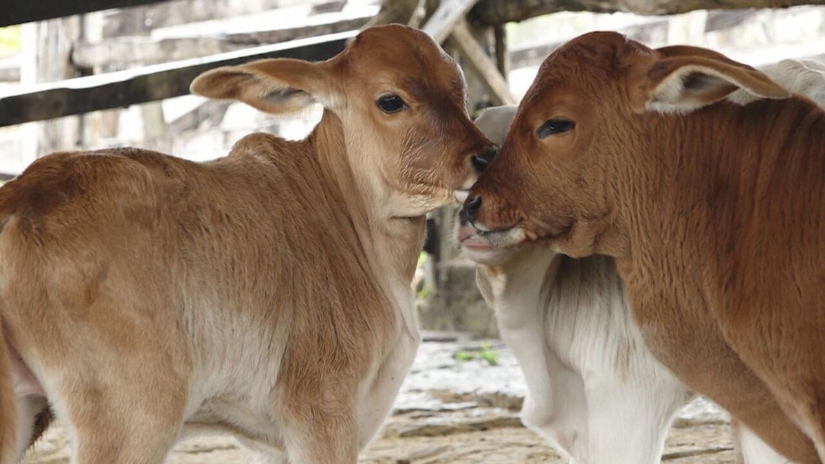 Vaca dá à luz três filhotes gerados naturalmente no interior da BA ...