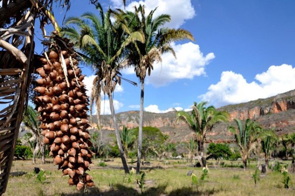 Projeto de estudantes de MT mostra o coco da palmeira babaçu como ...