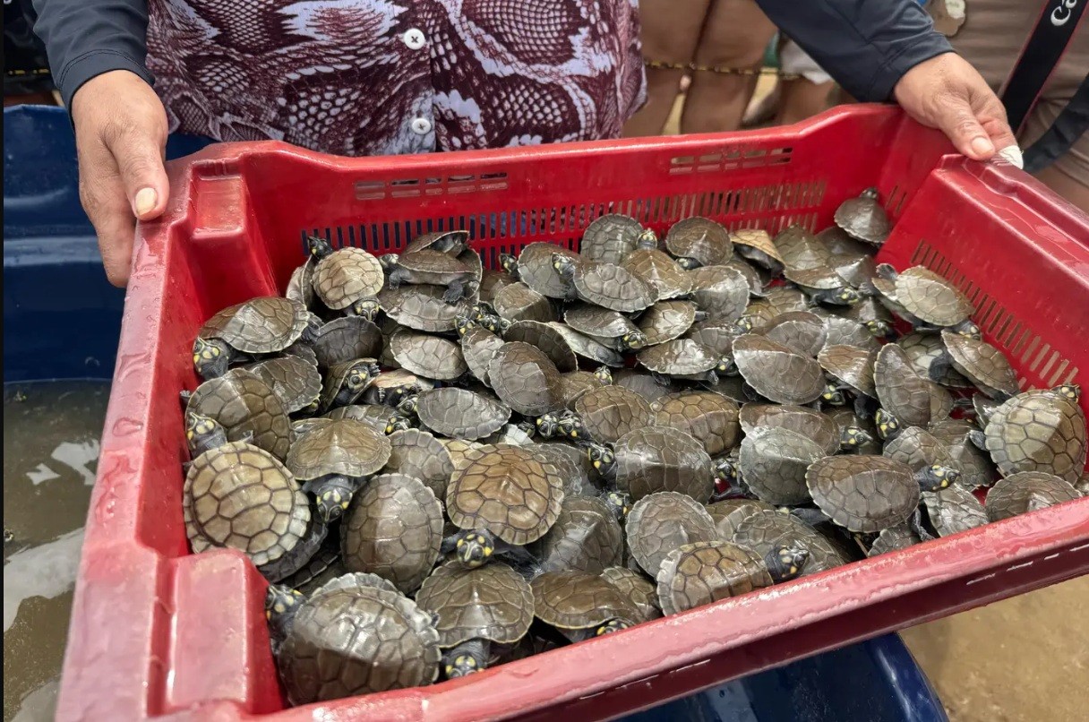 Cerca 10 mil quelônios são soltos em Afuá, no arquipélago do Marajó