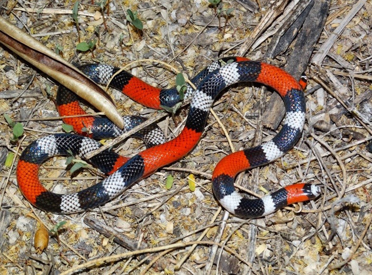 Pesquisa revela 3 novas espécies de cobra coral do Sudeste e Nordeste ...