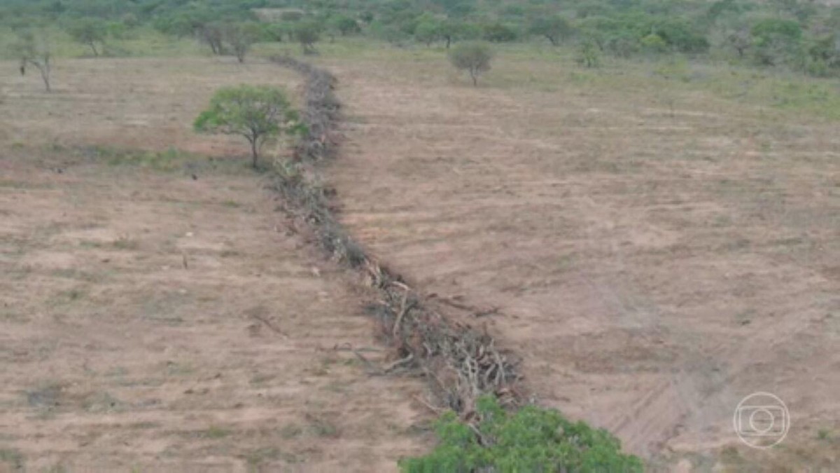 Em Goiás, devastação do Cerrado atinge área maior que a cidade de ...