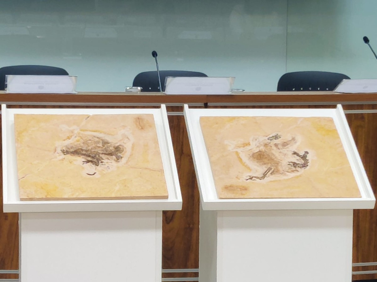 Fóssil Ubirajara jubatus chega ao Ceará e vai ficar exposto em museu do ...