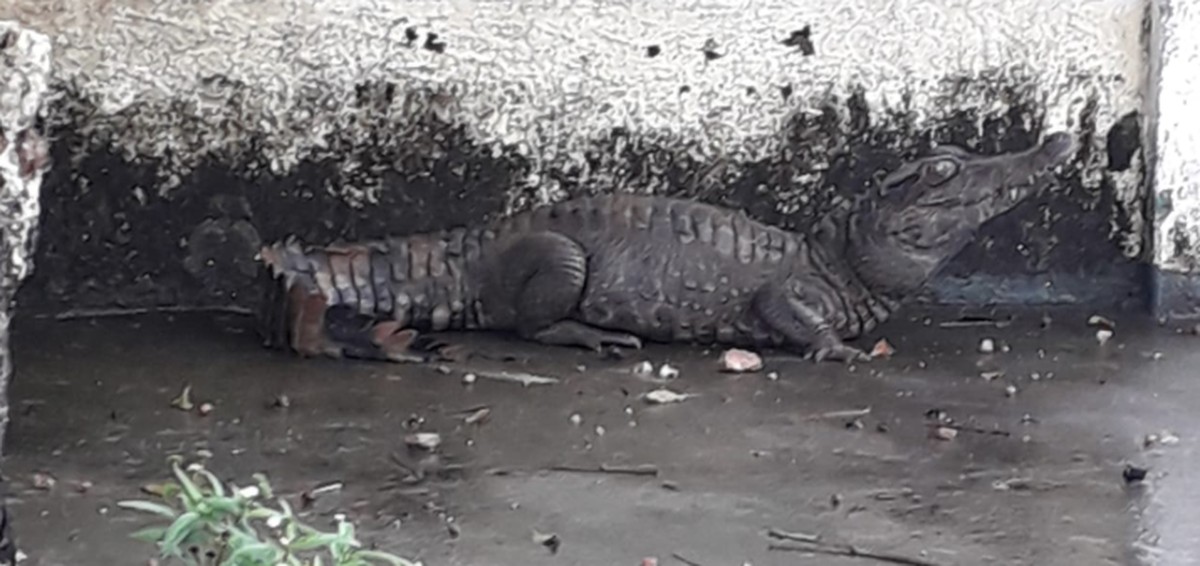 Jacaré aparece em calçada de casa, no Centro de Macapá, e é capturado ...