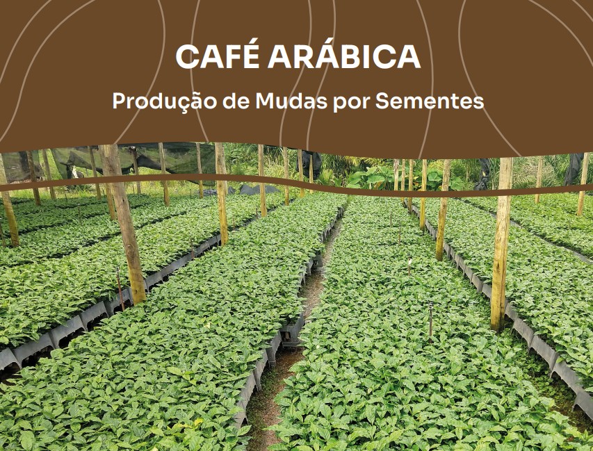 Veja dicas para produzir café arábica | G1