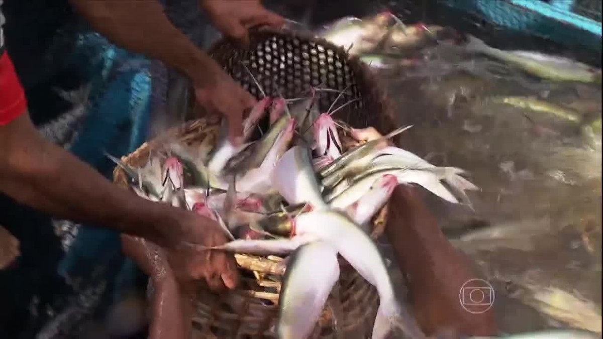 #tbt Globo Rural: relembre reportagem sobre a pesca do mapará | Globo ...