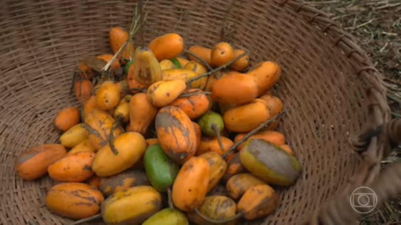 Conheça o jaracatiá, fruta que já foi usada como remédio pelos ...