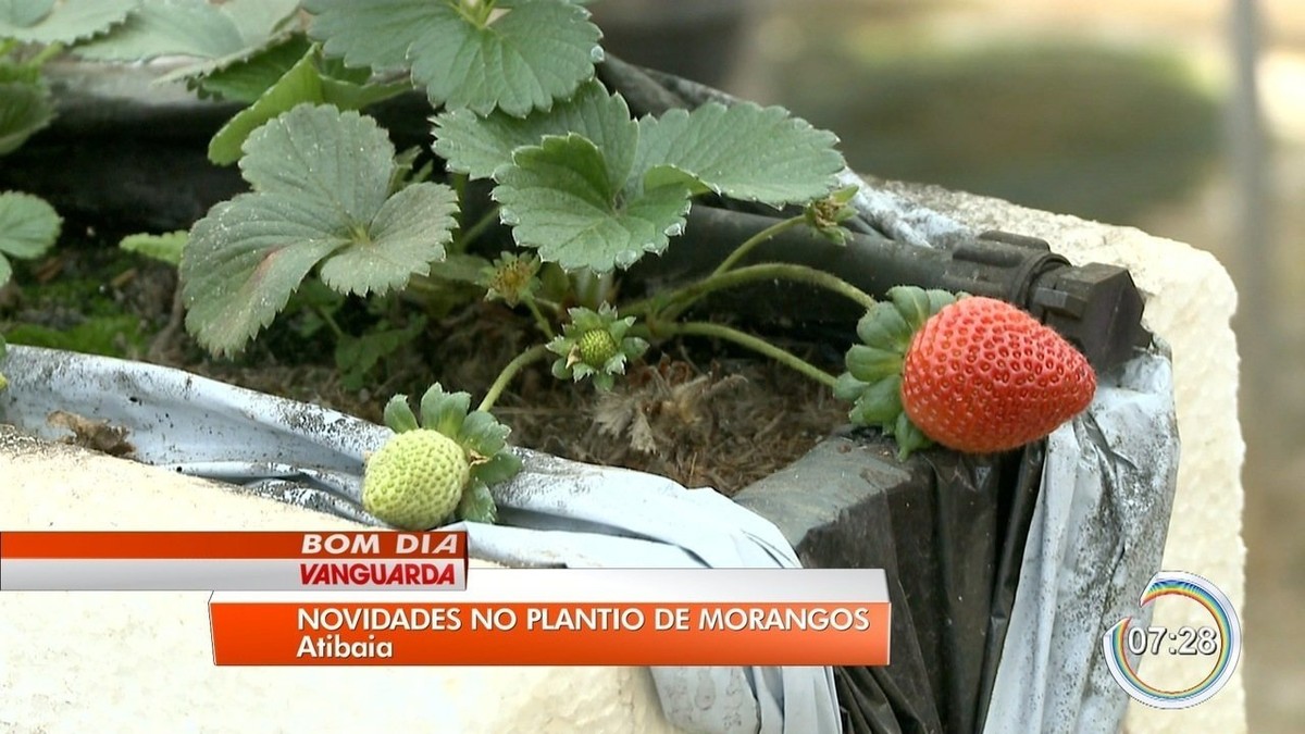 Produtores adotam novas formas de plantio de morango em Atibaia, SP