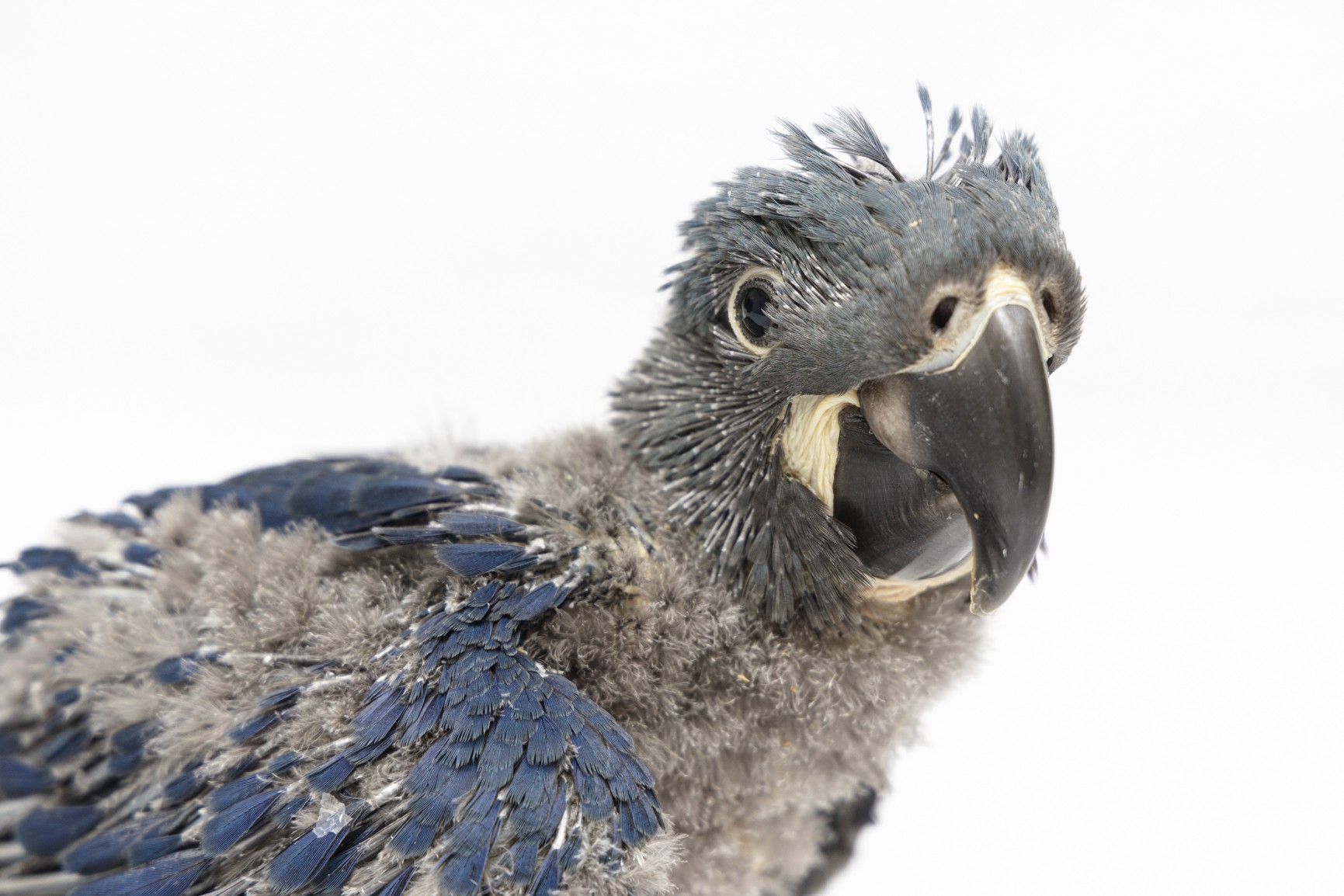 Arara-azul-de-lear nasce no Zoo SP com ajuda de biólogos que salvaram ...